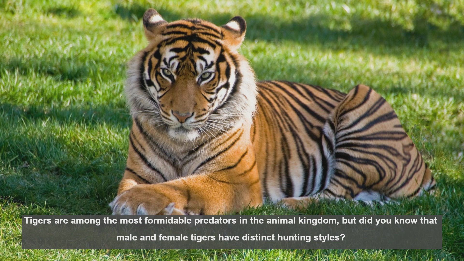 Male vs Female Tigers: 10 Key Hunting Differ... | Open Video