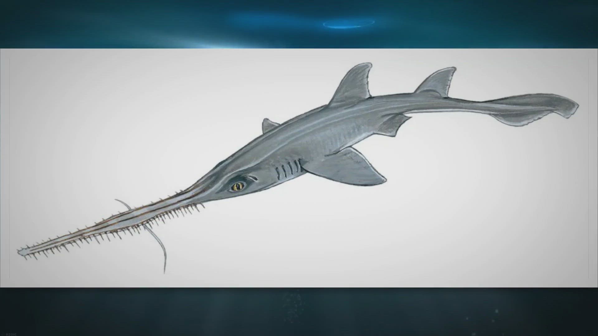 Long Nose Saw Shark