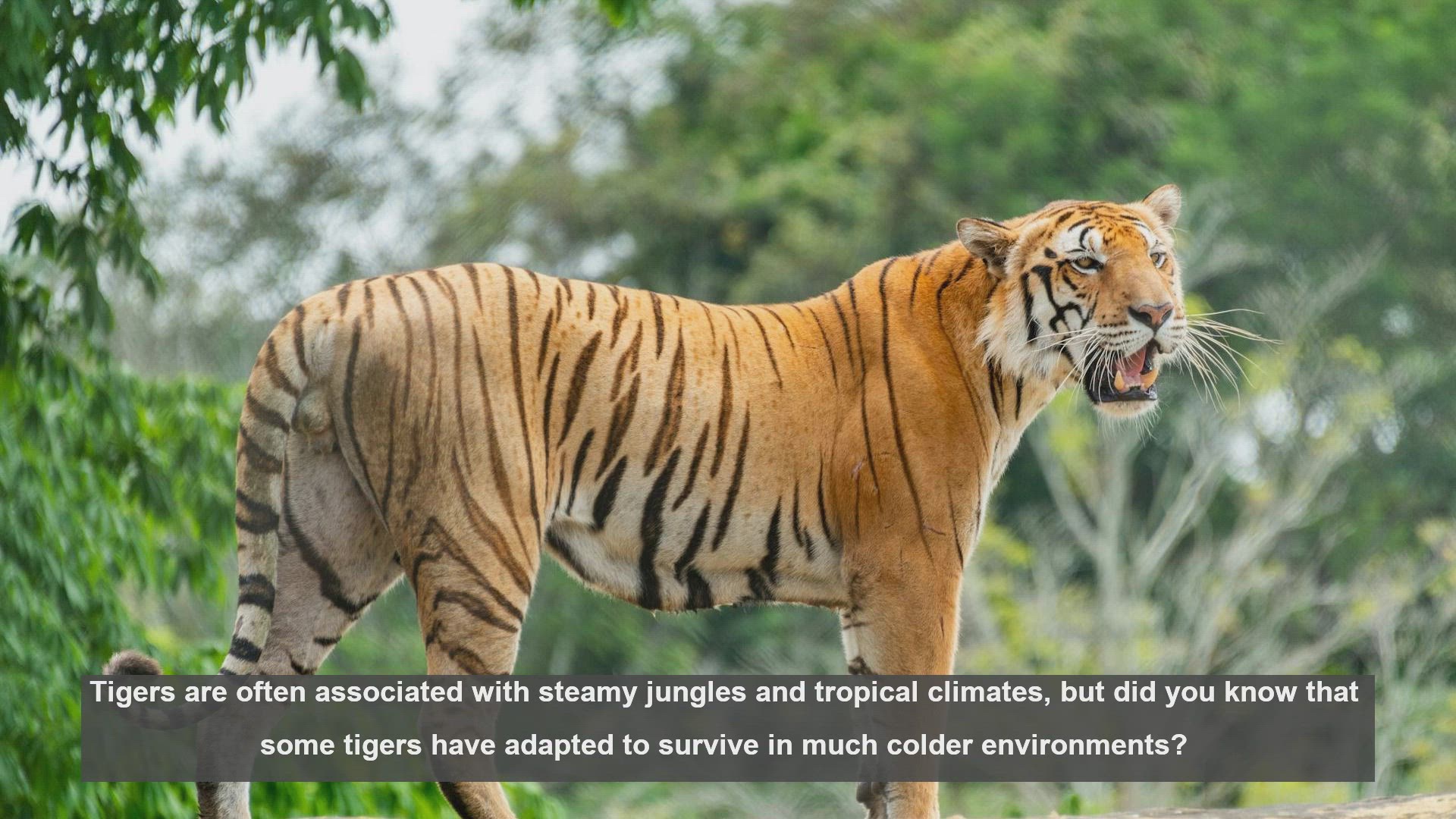 10 Adaptations of Tigers in Cold Climates | Open Video