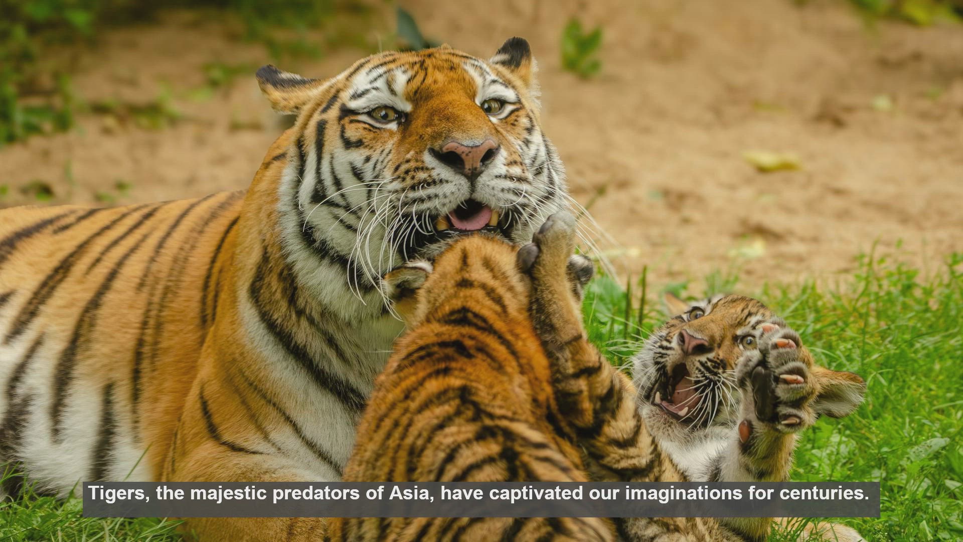 10 Common Tiger Hunting Patterns Across Asia | Open Video