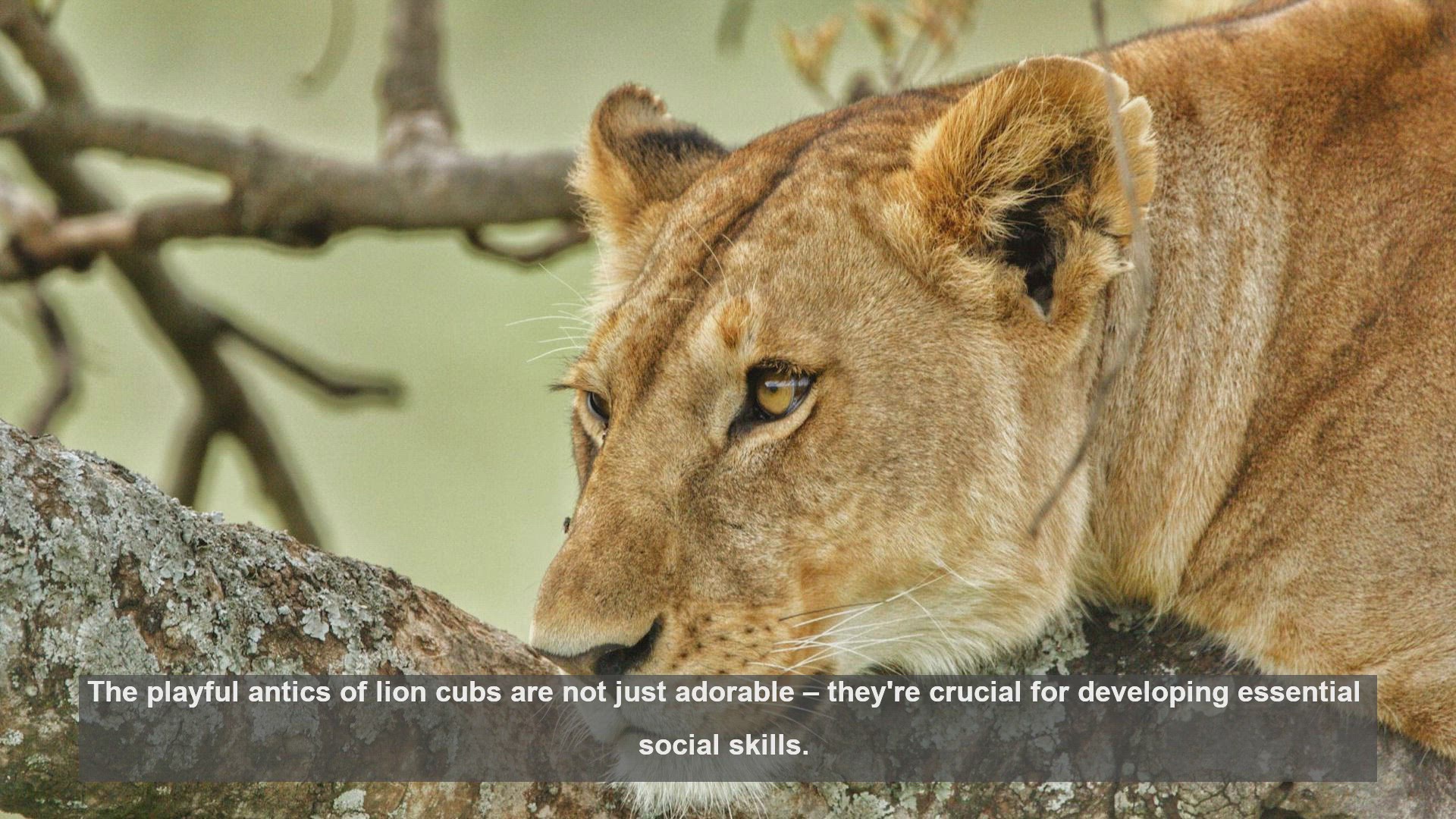 10 Vital Social Skills Lion Cubs Learn Throu... | Open Video