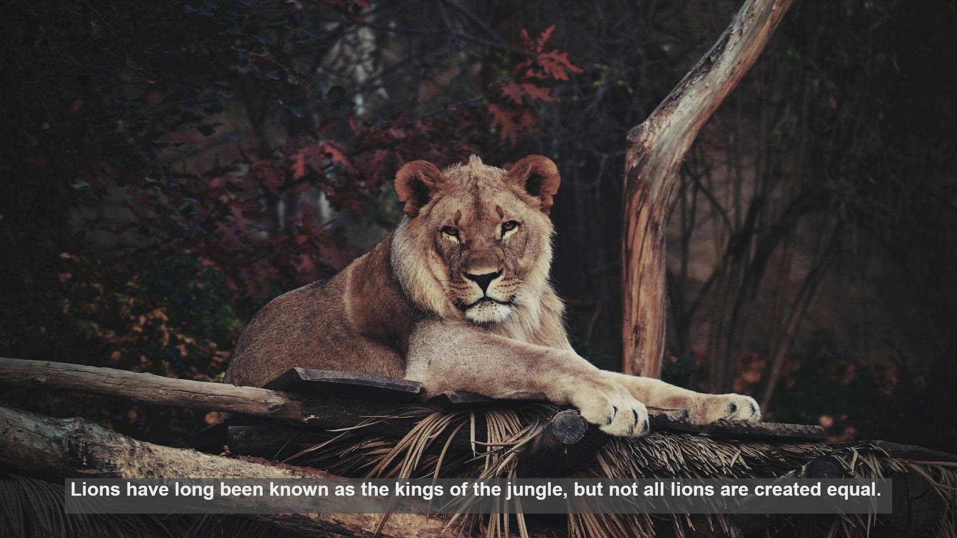 10 Unique Lion Features: Rare Physical Trait... | Open Video