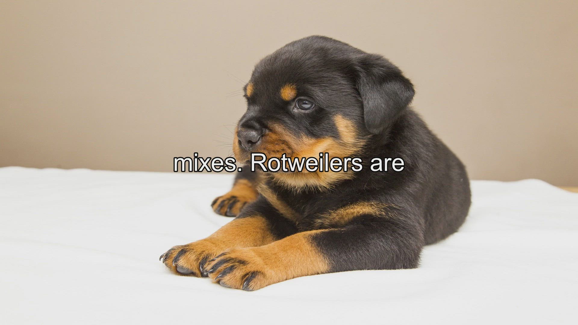 Rottweiler Yorkie Mix