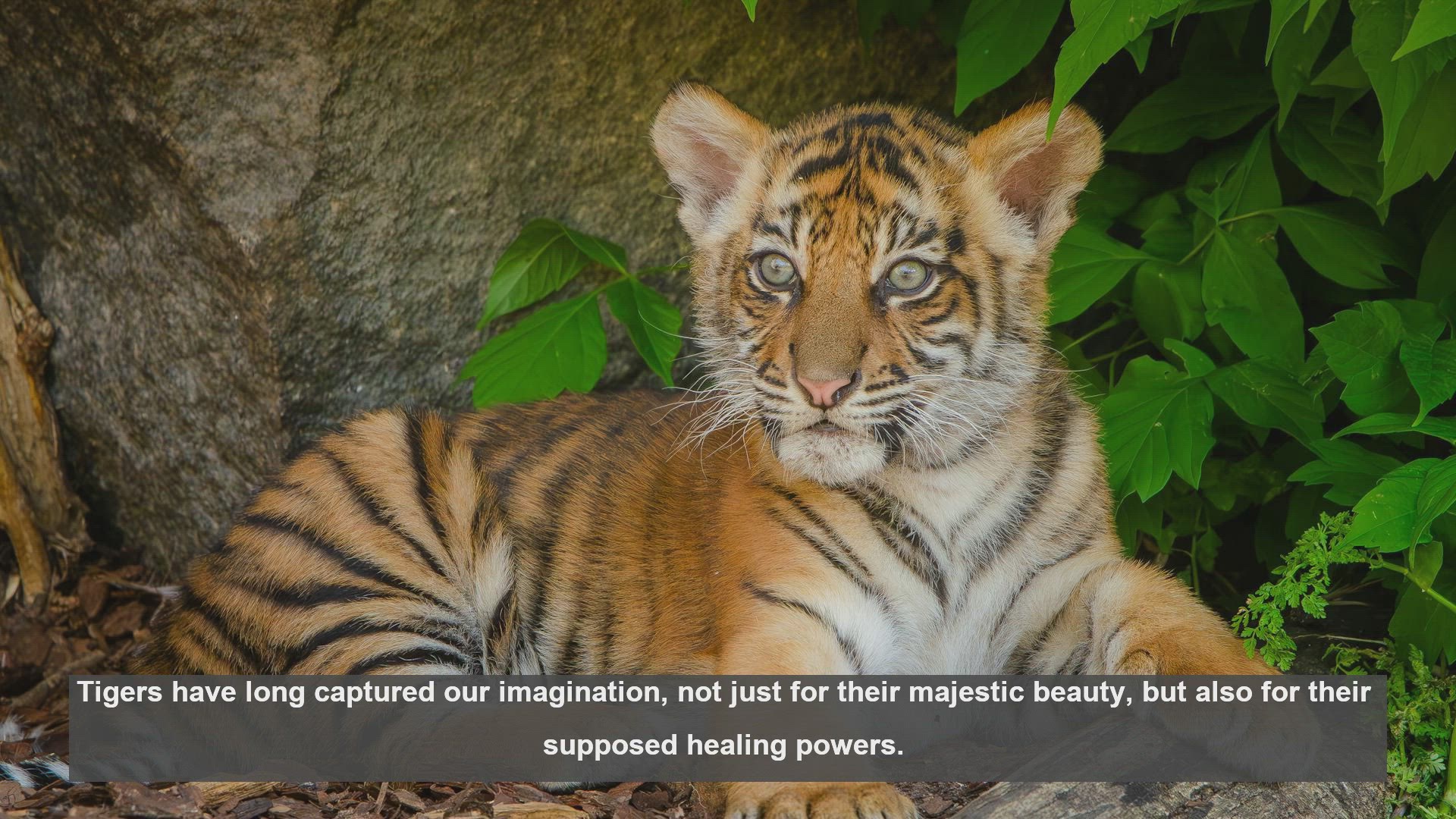 10 Traditional Tiger Medicine Beliefs: Myths... | Open Video