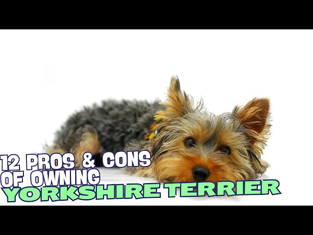 12 Pros & Cons of Owning a Yorkshire Ter... | Open Video