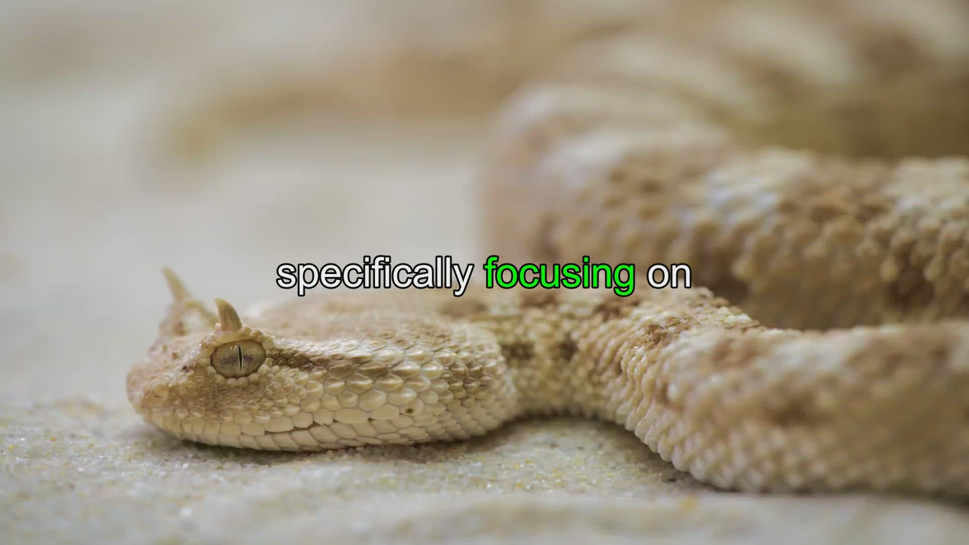 Desert Horned Viper Diet