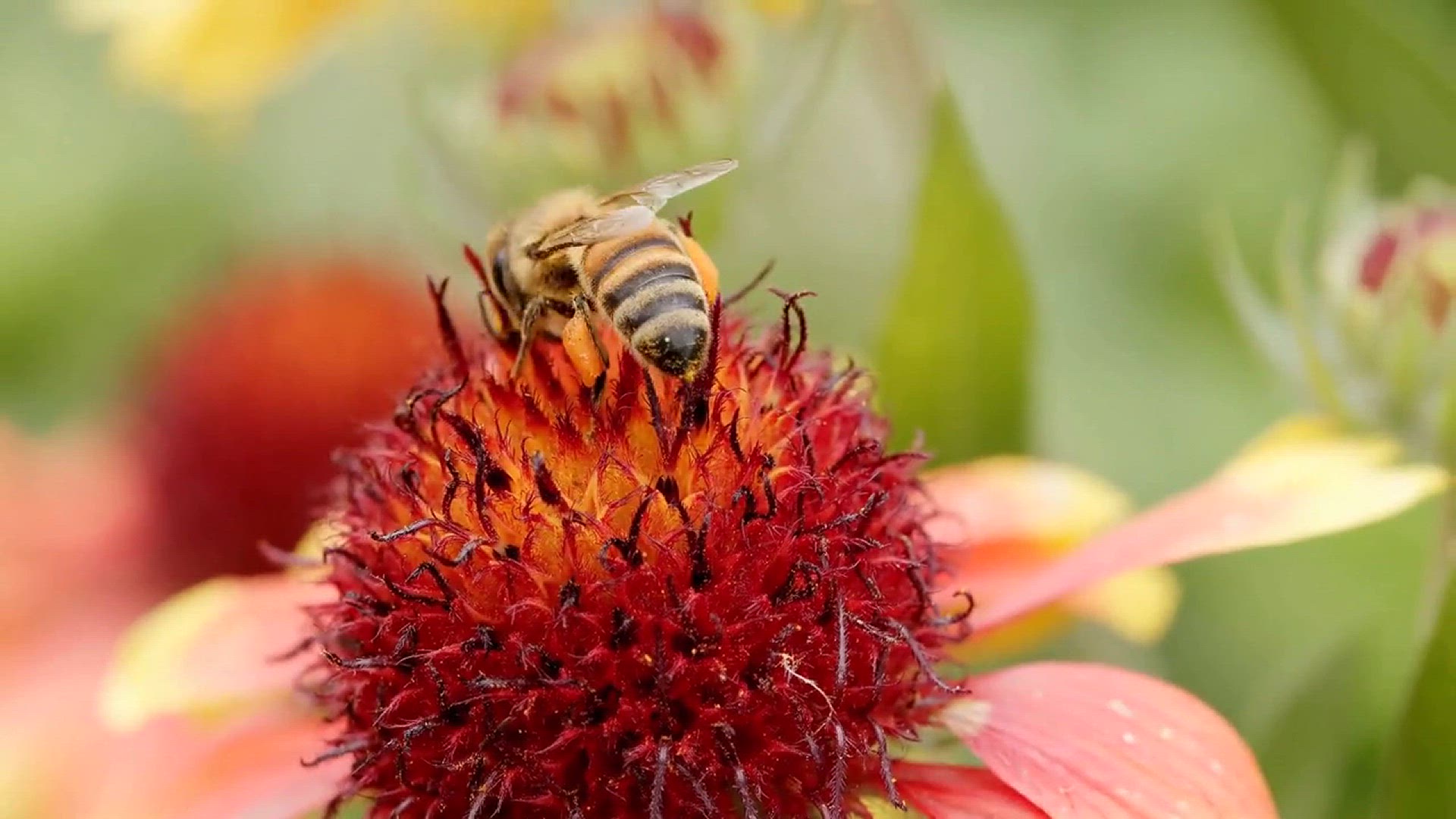 Planting Sunflowers for Beginners | Open Video