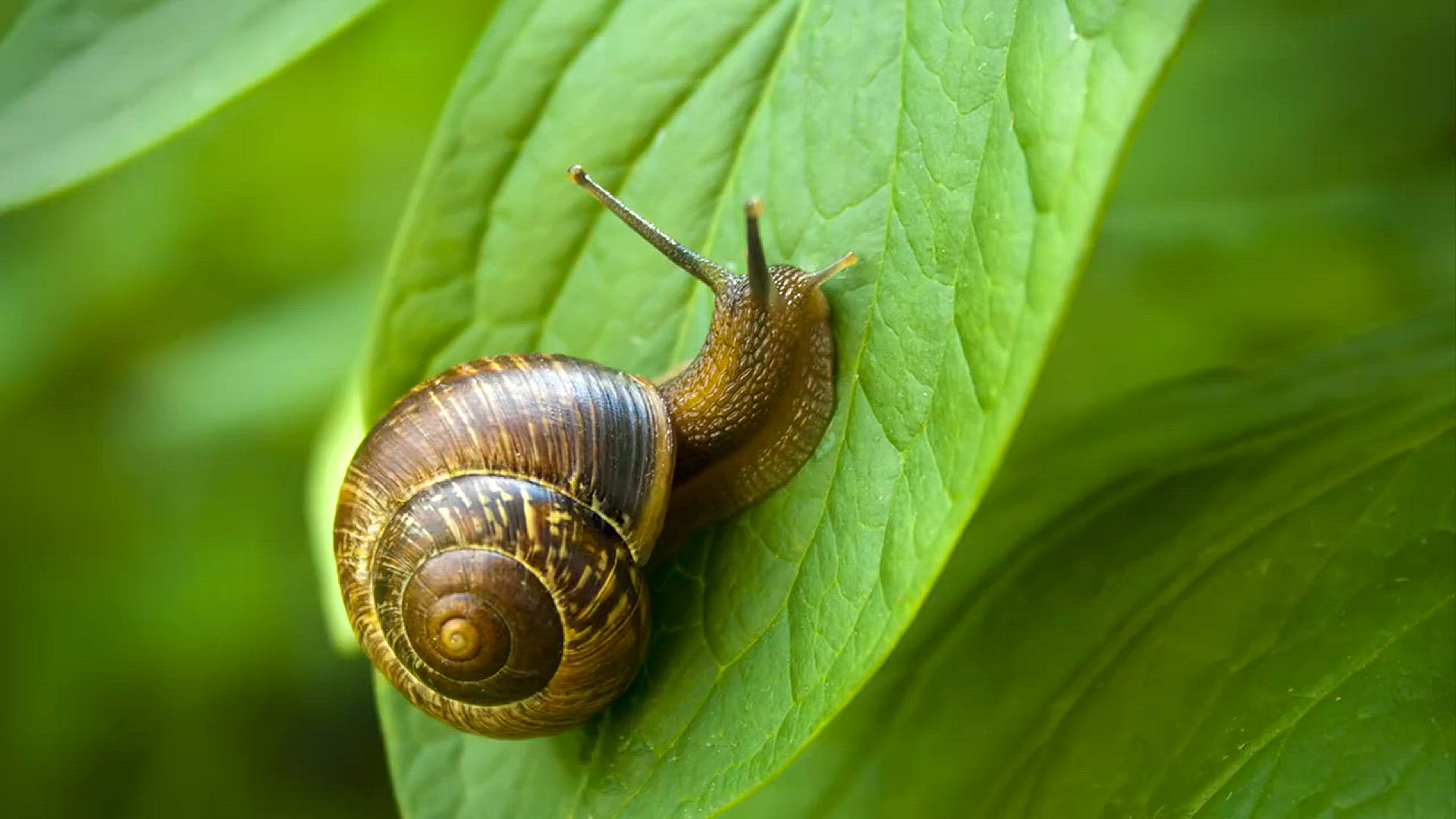 Snail Symbolism Meaning Spirit, Totem, Power Animal, 59% OFF