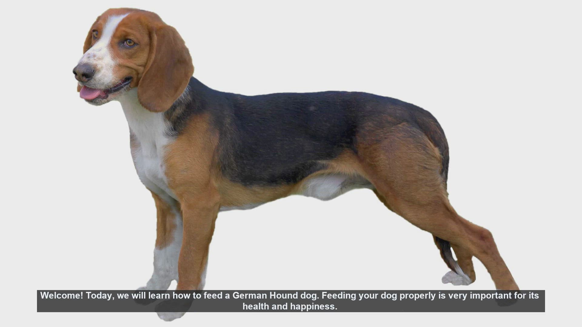 How to Properly Feed Your German Hound Dog | Open Video