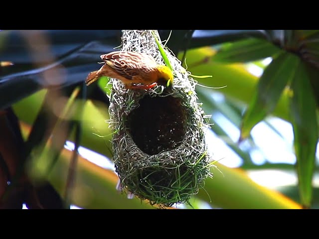Top maya bird made nest for egg | Open Video