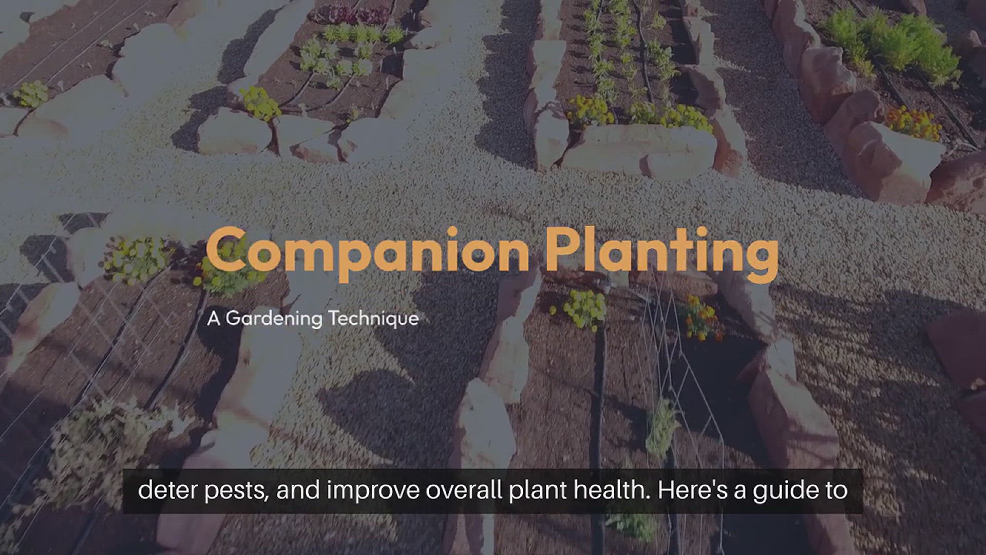 Companion Planting Guide | Open Video