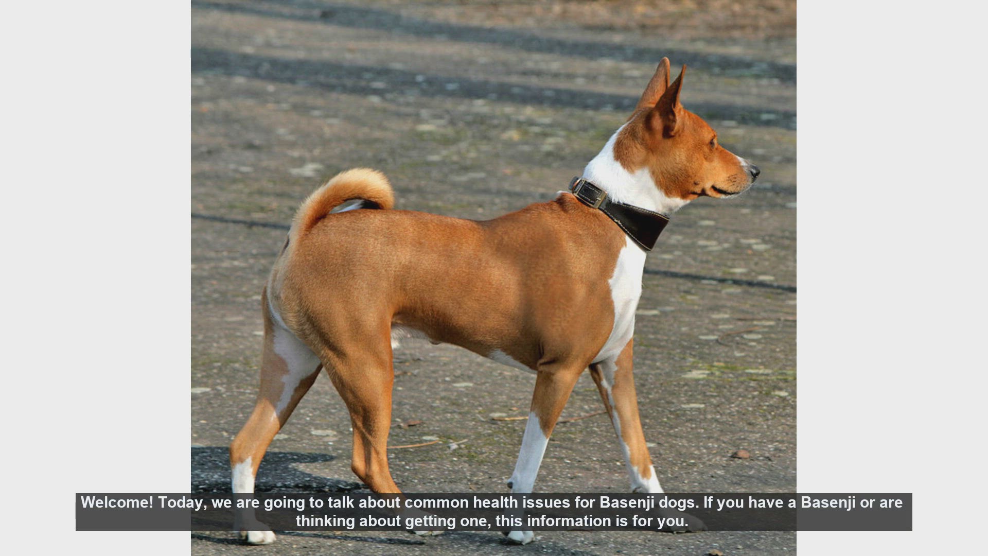 Common Health Issues in Basenji Dogs: What Y... | Open Video