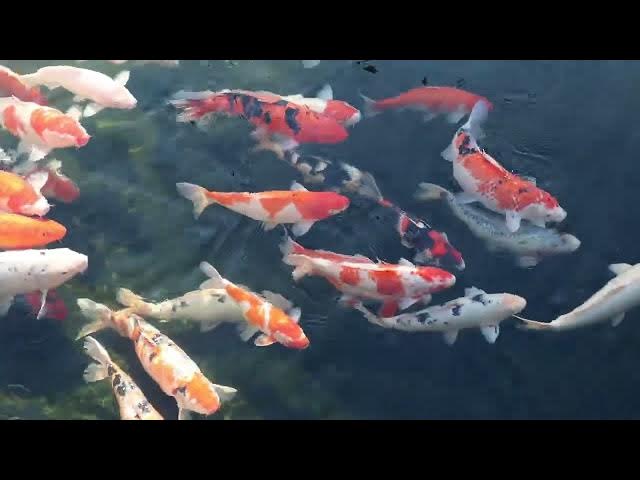 Treating Bacterial Skin Infections in Koi Fish | Open Video