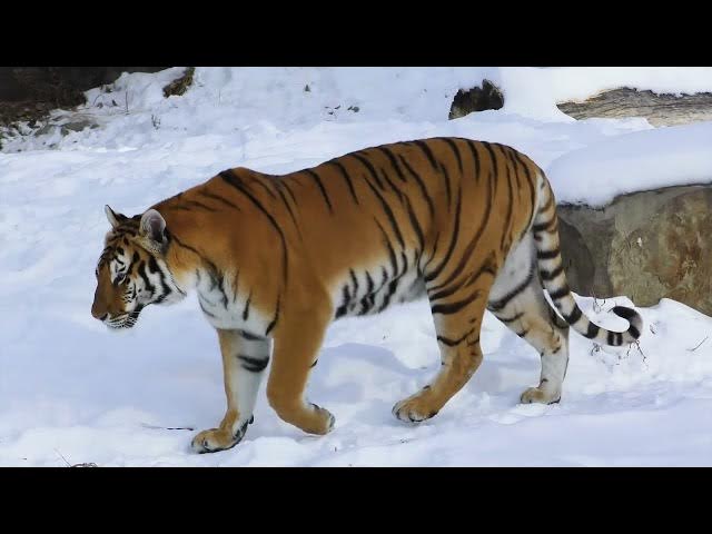 How Do Tigers Keep Their Fur Clean in Muddy ... | Open Video