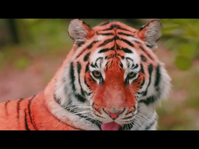 How Do Tigers Care for Their Injuries in the... | Open Video