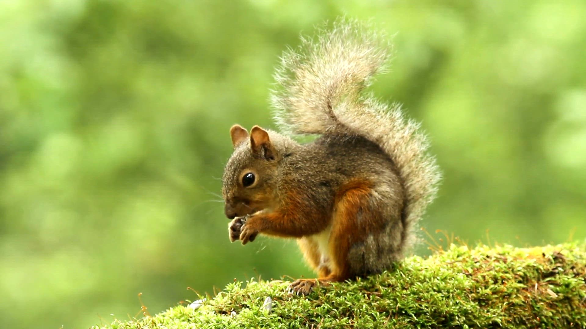 Types Of Raccoons In The Temperate Rainforest