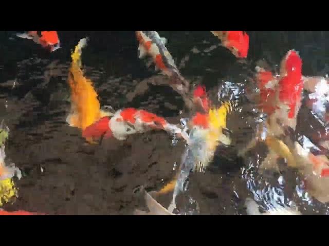 Why You Shouldn't Feed Rice to Koi Fish:... | Open Video