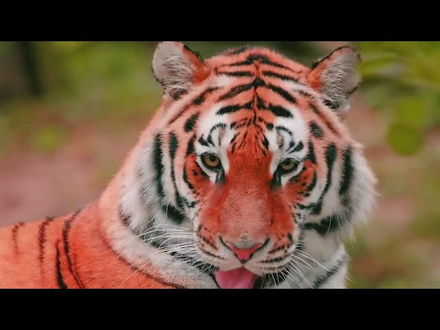 How Do Tigers Groom Each Other in the Wild? | Open Video