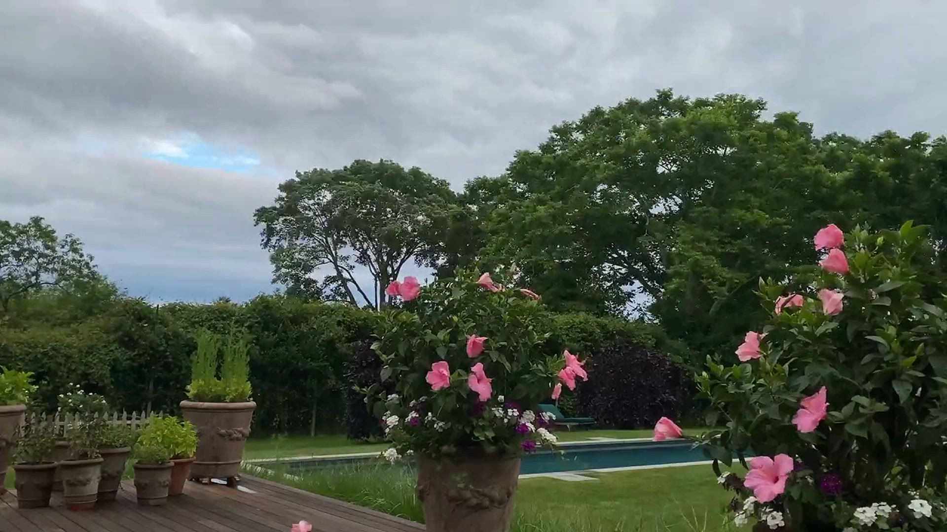 Texas Native Shrubs | Open Video