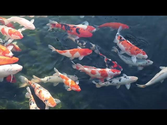 Koi Fish Breeding: The Importance of Regular... | Open Video
