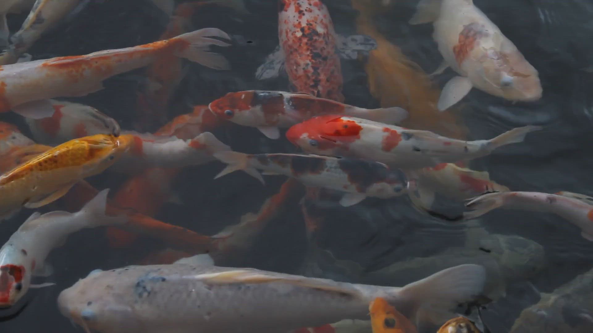Do Koi Fish Make Noise? Debunking the Myth o... | Open Video