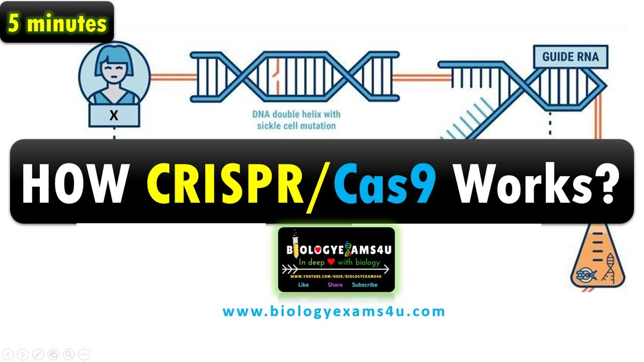 How CRISPR/Cas9 works to edit genes? || Simple Step by St...