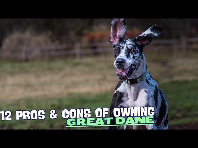 12 Pros & Cons of Owning a Great Dane🐾 | Open Video