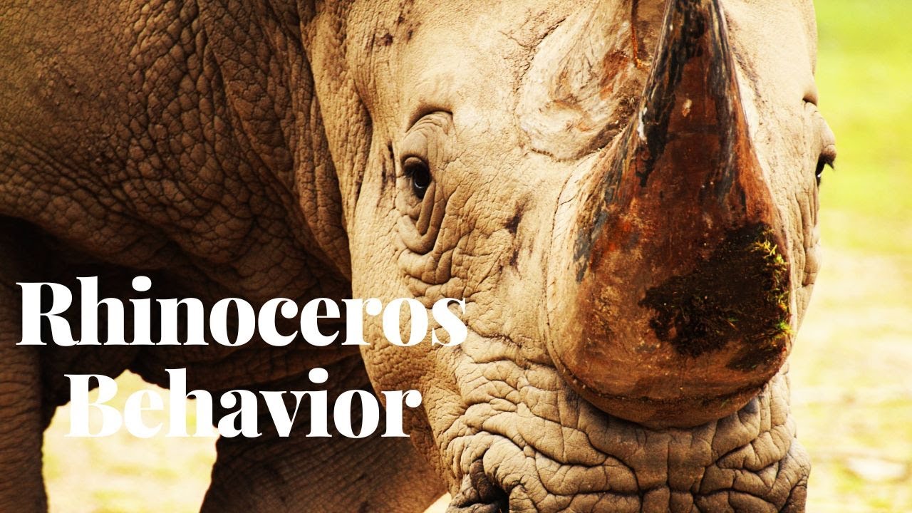 Camel Behavior Archives - AnimalBehaviorCorner