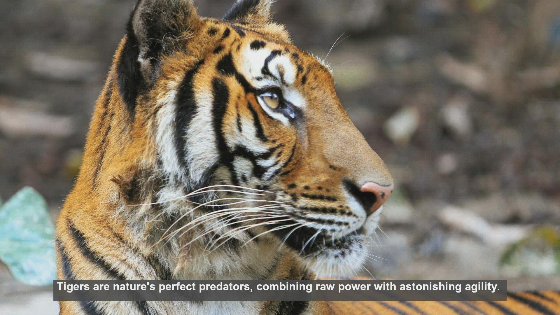10 Impressive Physical Abilities of Tigers: ... | Open Video