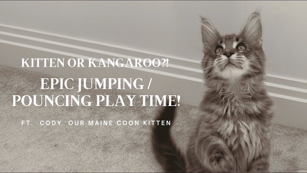 Easy Diy Cardboard Cat House Tutorial Totally Purrfect