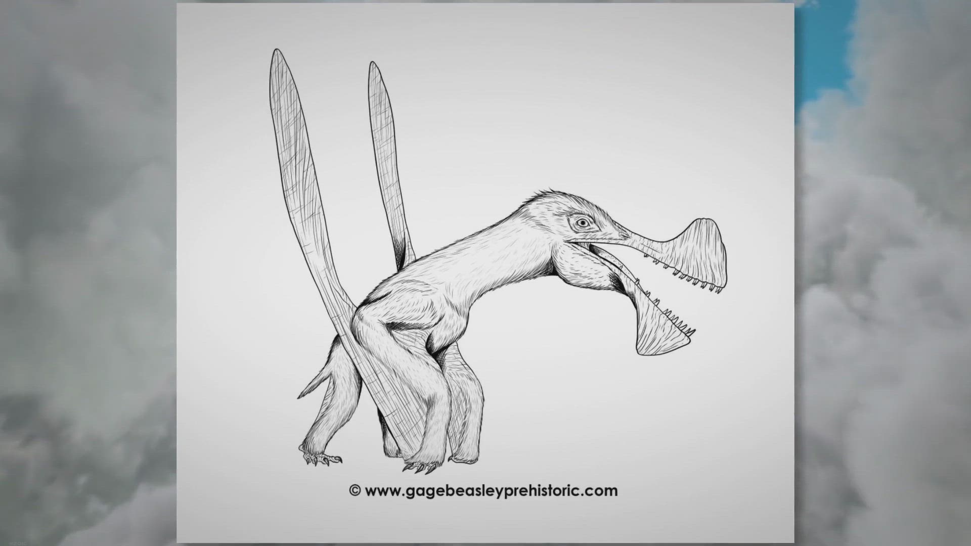 Ambulocetus Skeleton