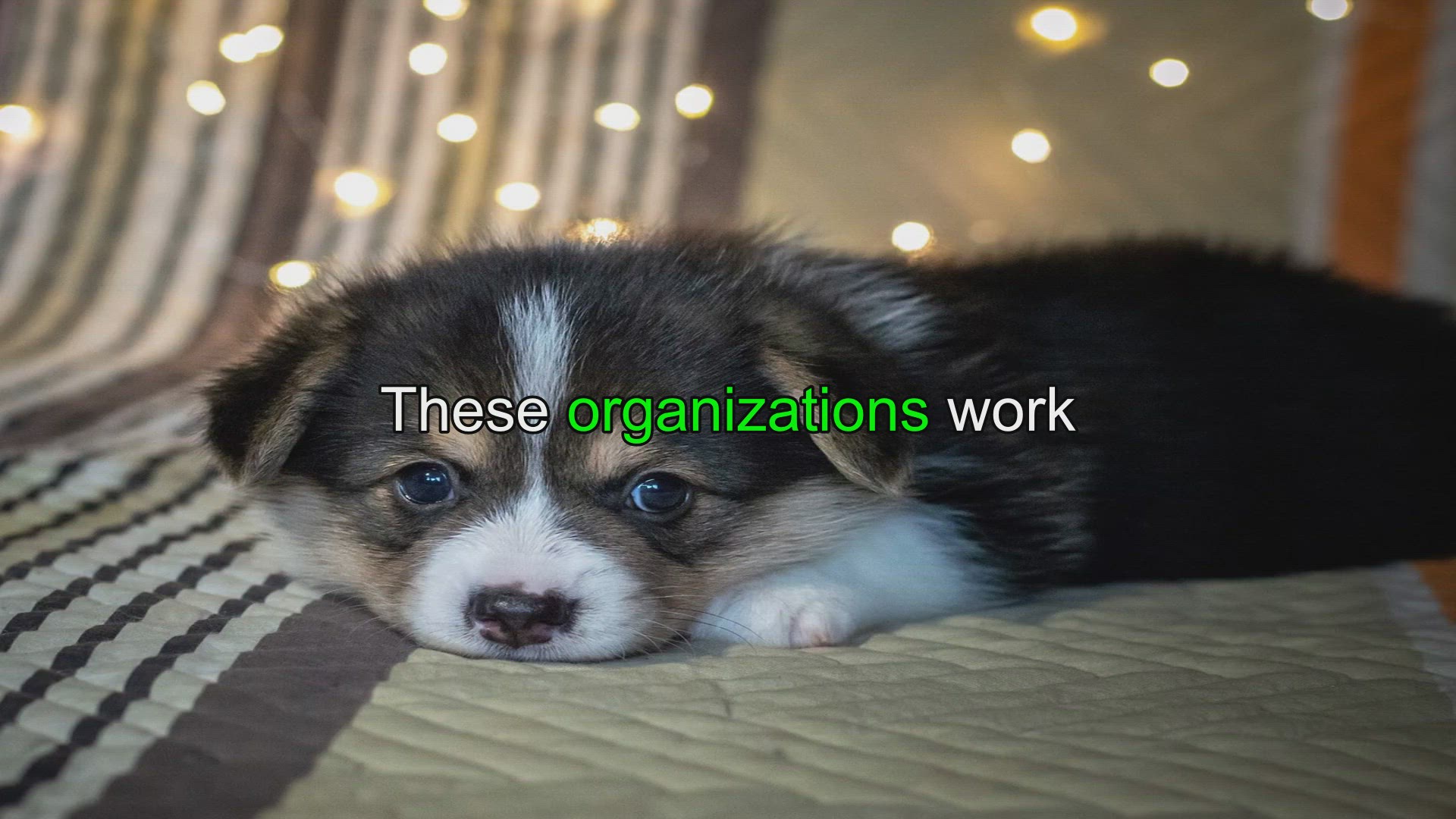 Chicago Animal Care and Control in Chicago, Illinois