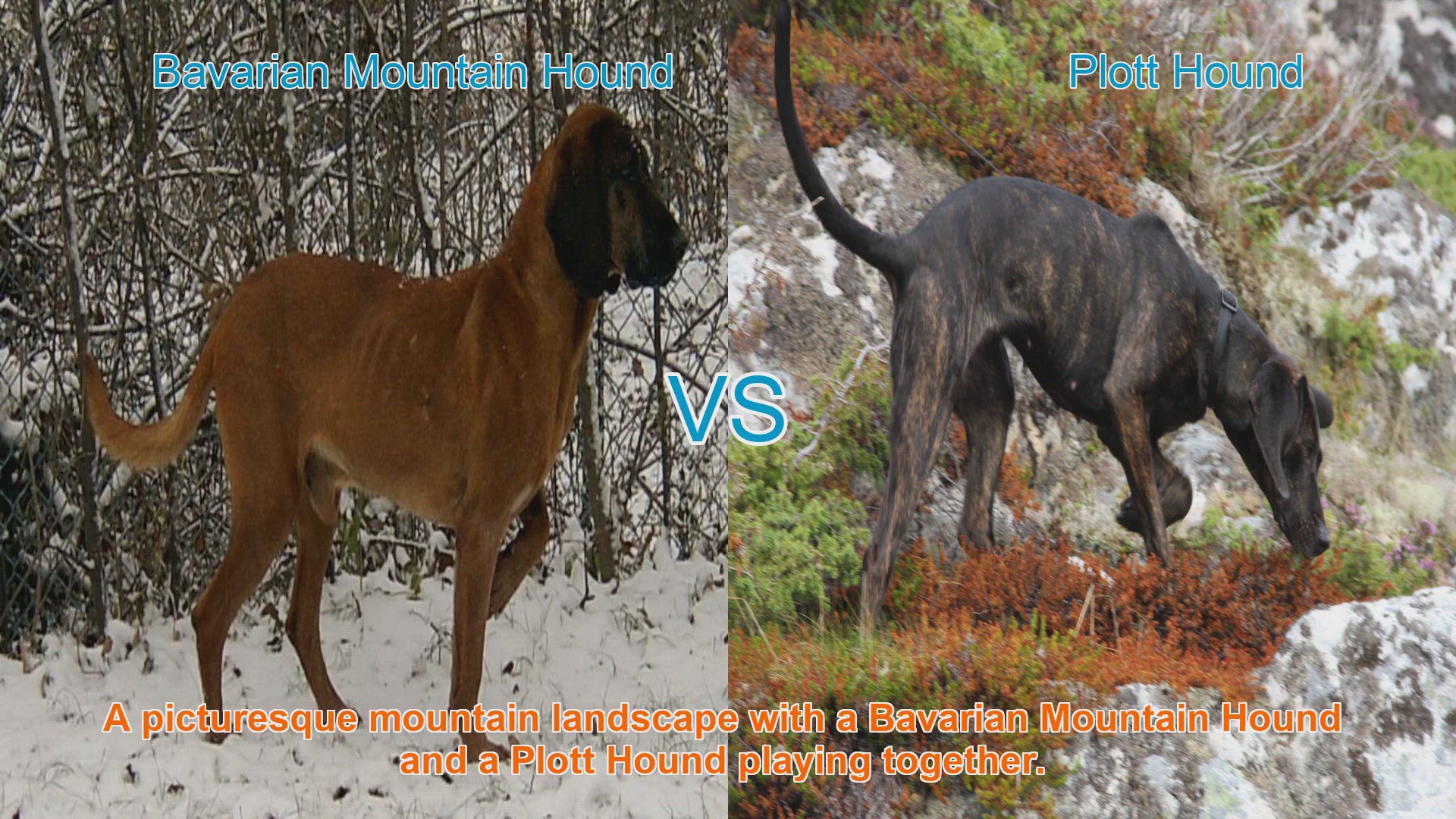 Bavarian Mountain Hound vs. Plott Hound: A C... | Open Video