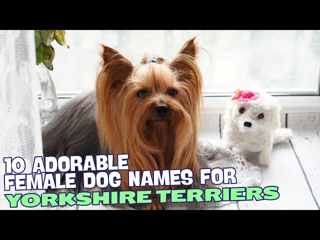 10 Adorable Female Yorkie Names🐾 | Open Video