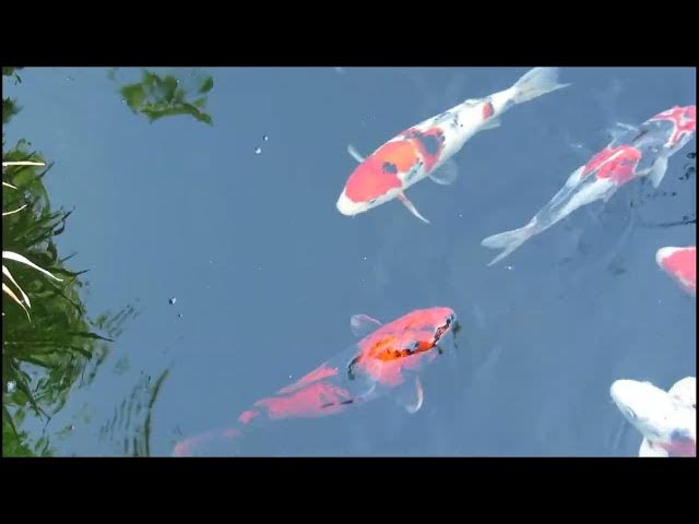 Optimal Diet for Breeding Koi: Nutrition Tip... | Open Video