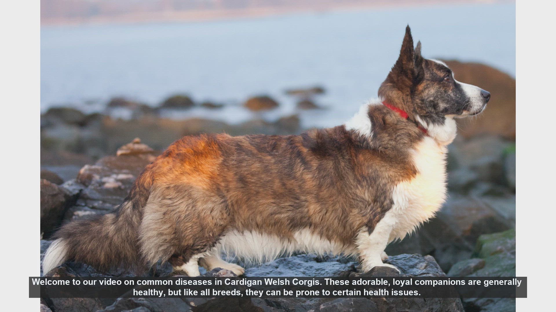 Common Health Issues in Cardigan Welsh Corgis | Open Video