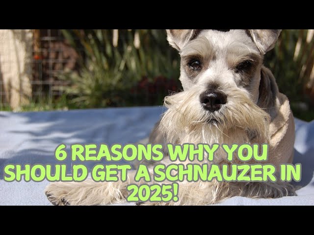 6 Reasons Why You Should Get a Schnauzer in ... | Open Video